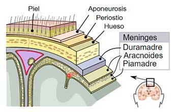 Mesodermo Antiguo. Nueva Medicina Germanica (NMG) | Mercedes Mon